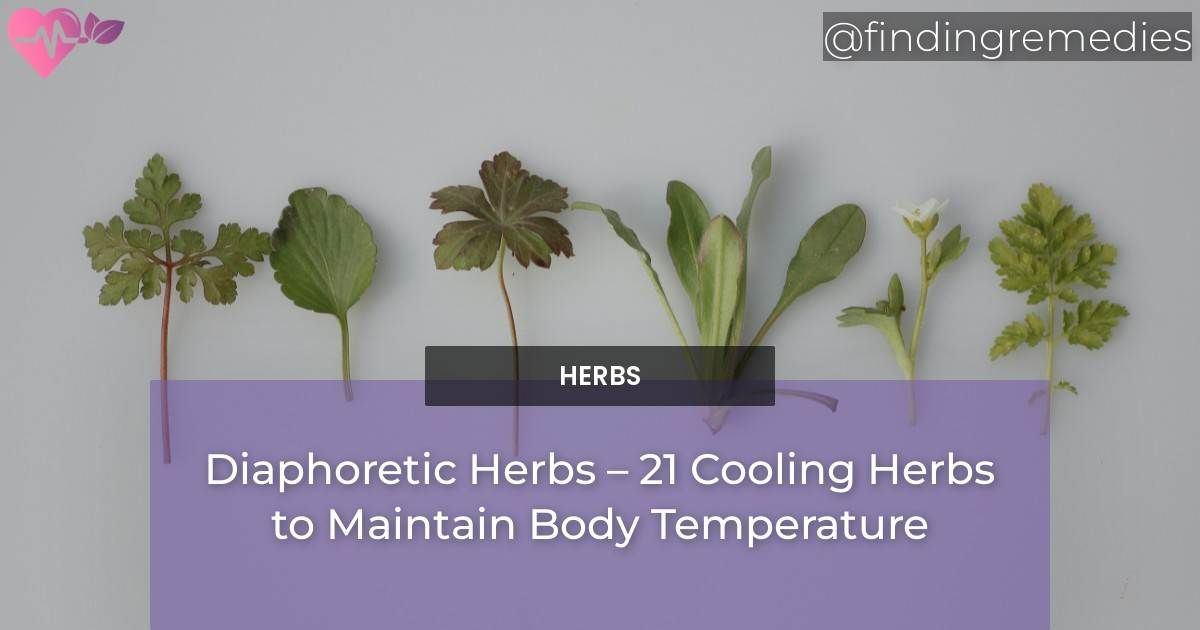 Diaphoretic Herbs - 21 Cooling Herbs to Maintain Body Temperature
